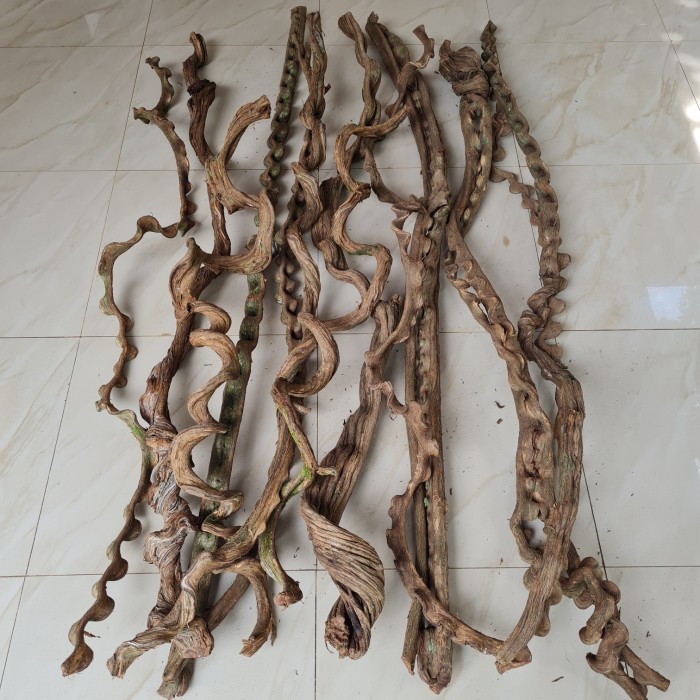 Jual Akar kayu trinil panjang rata-rata 2 meter | Shopee Indonesia