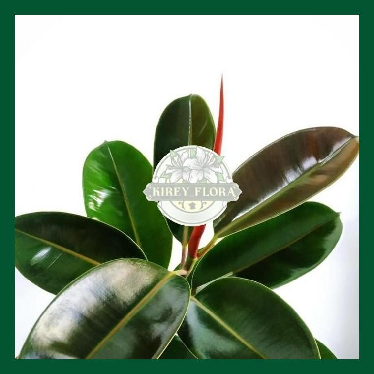 Jual Tanaman Hias Ficus Elastika/Tanaman Herbal Karet Kebo+Pot & Batu | Shopee Indonesia