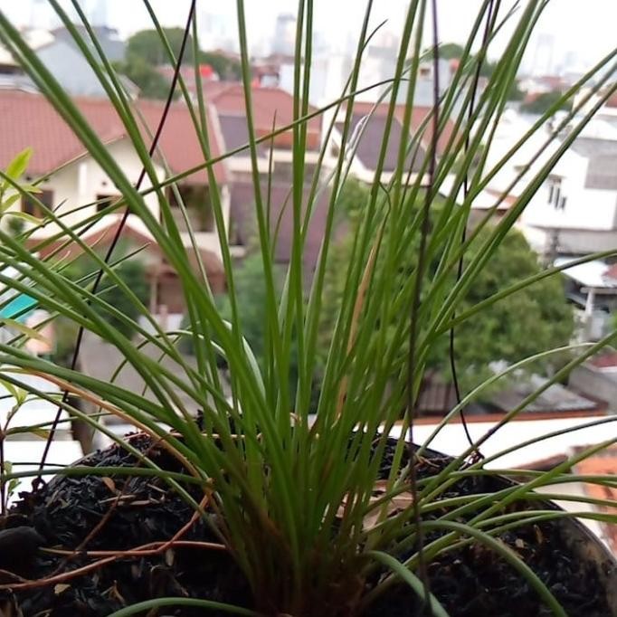 Jual TANAMAN LOKIO BAWANG BATAK ORIGINAL | Shopee Indonesia