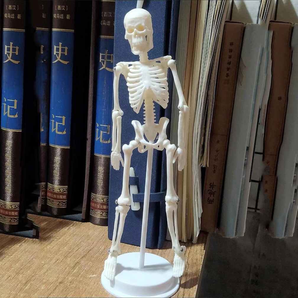 Jual GERAI SUKSES 20CM Active Human Model Skeleto Anatomy Skeleton Art ...