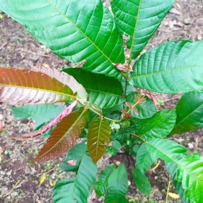 Jual PREMIUM Bibit Tanaman Buah Matoa Pohon Buah Matoa | Shopee Indonesia