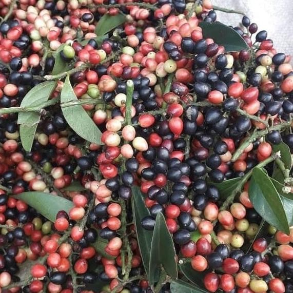 Jual PREMIUM Pohon Buni Bibit Buah Huni Tanaman Langka Unik Untuk Bahan ...