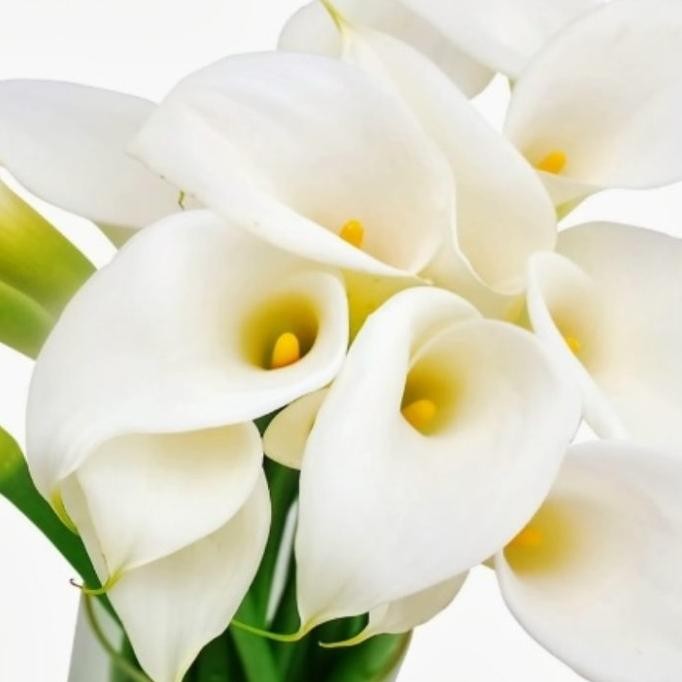 Jual Siap Kirim Fresh Cut Calla Lily / Bunga Callalily per ikat ...