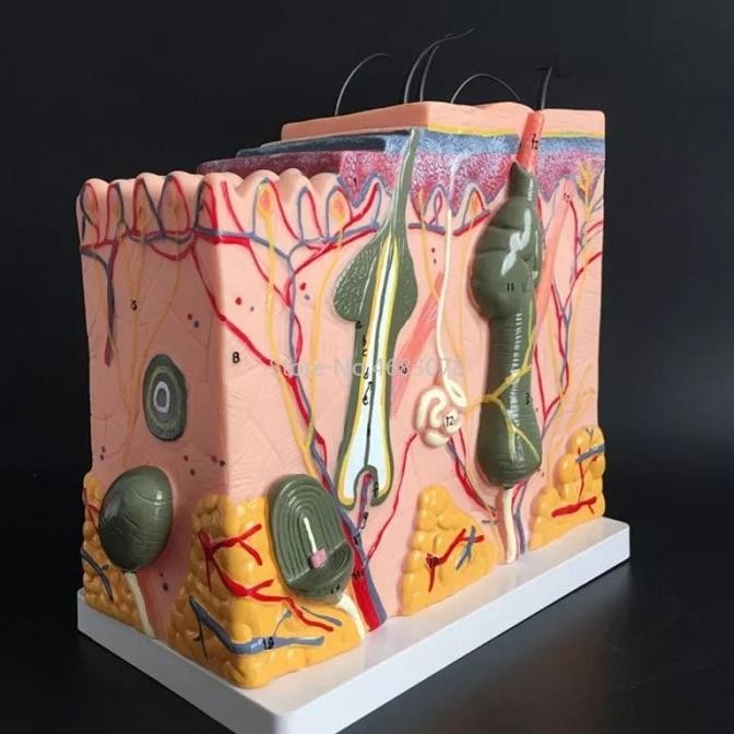 Jual CO Alat Peraga Model Anatomi Struktur Kulit Manusia , Lapisan ...