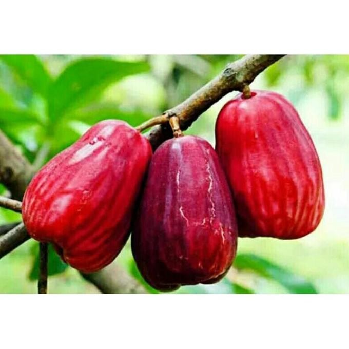 Jual Pohon Jambu Bol Jamaika 1 meter okulasi tanaman cepat berbuah Aww ...