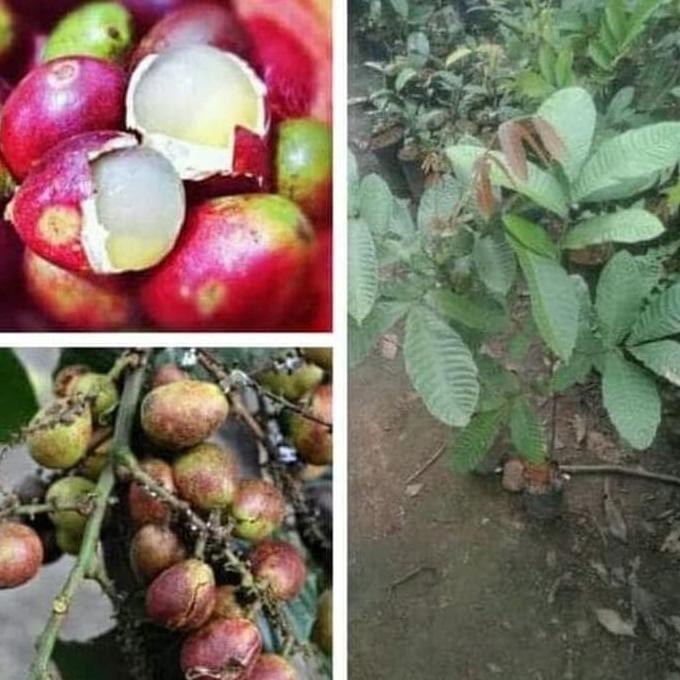 Jual Bibit Buah Matoa Merah Asli Papua / Bibit Tanaman Matoa Merah fres ...