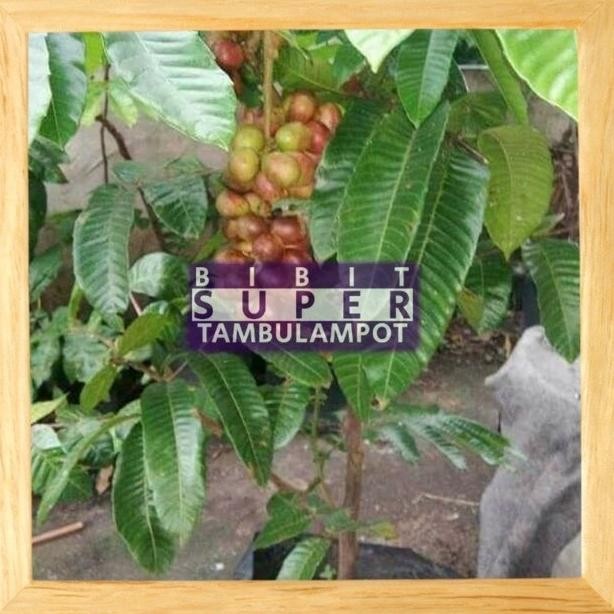 Jual Bibit Tanaman Buah Matoa Super Okulasi Stek AMMF PREMIUM | Shopee ...