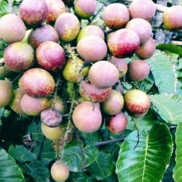 Jual BIBIT TANAMAN BUAH MATOA DAN DAGING TEBAL TBTJ13 o4o4 PREMIUM ...