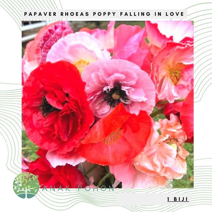 Jual Benih Bibit Biji - Bunga Papaver Rhoeas Poppy Falling in Love ...