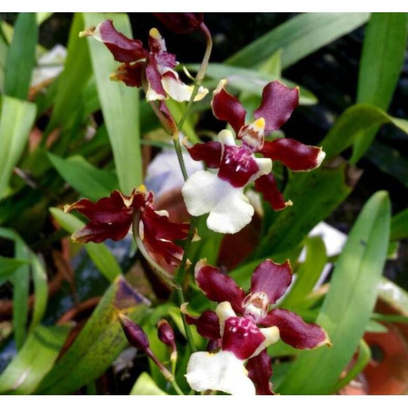 Jual Anggrek Dendrobium Sharry Baby Sudah Spike/Knop | Shopee Indonesia