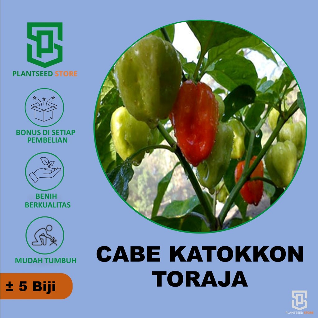 Jual PlantSeed - 5 Benih Bibit Cabe Katokkon Toraja Super Asli Benih ...