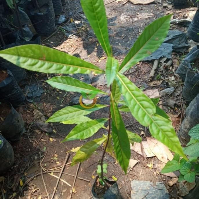 Jual HARG4A DI BANTING TERBARU BIBIT POHON GENITRI POHON JENITRI SUPER ...