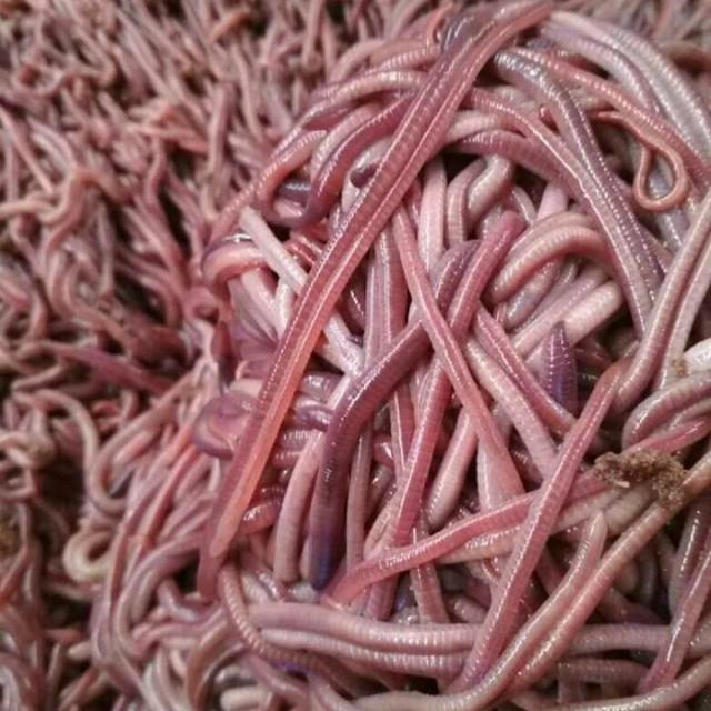 Jual Jual [READY] CACING TANAH ANC 1 KG - PAKAN IKAN PREDATOR / PAKAN ...