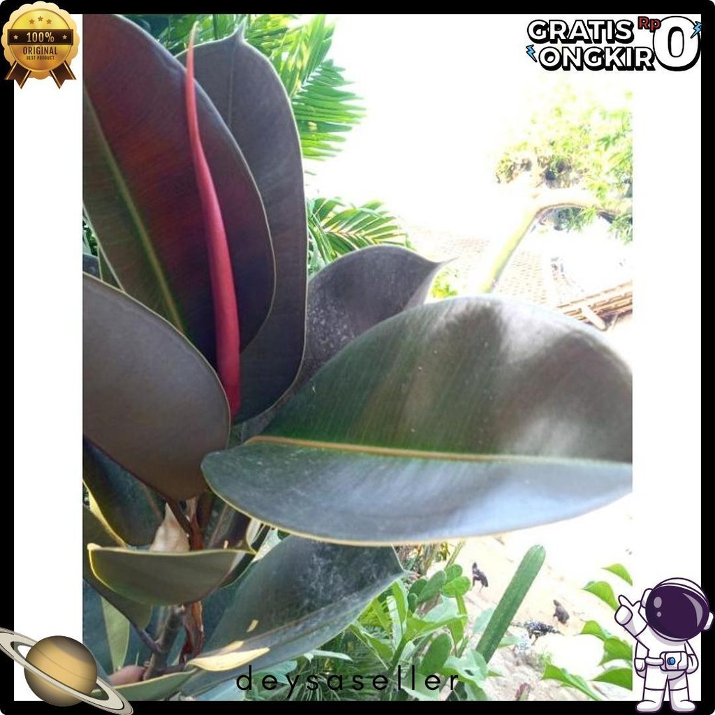 Jual Tanaman Hias Rubber Plant Karet Kebo Merah Ficus Elastica ...