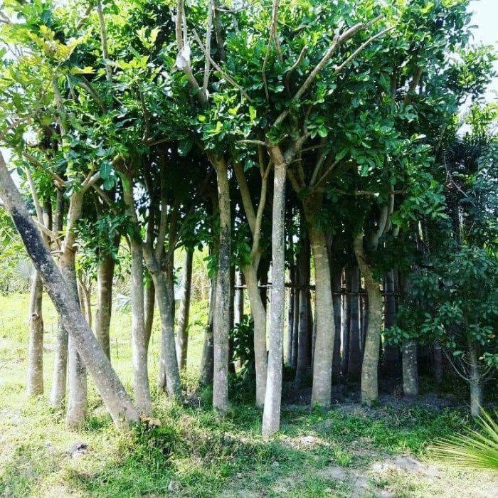 Jual Pohon kigelia pinnata pohon kunto bimo pohon sosis | Shopee Indonesia
