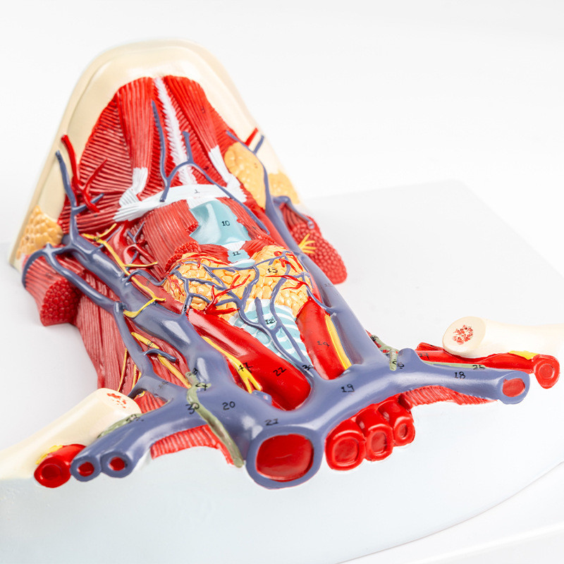 Jual GERAI SUKSES Human Organ Anatomy Model Arteriovenous Neck Model ...