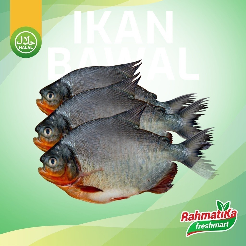 Jual Ikan Bawal Merah Segar / Ikan Bawal Merah Fresh 500 gr | Shopee ...