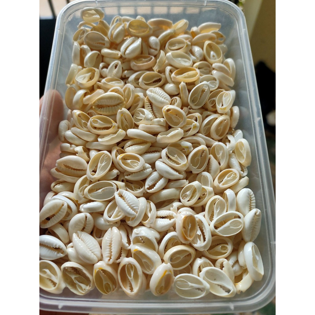 Jual Kerang Kuwuk Kupas (Glossy) Harga Per 100 pcs Dengan Ukuran Mix ...