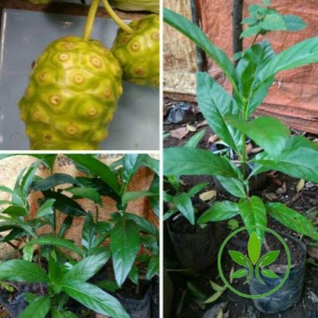 Jual PREMIUM KLITAS Bibit Tanaman Buah Mengkudu/Pace /Cangkudu/Pohon ...