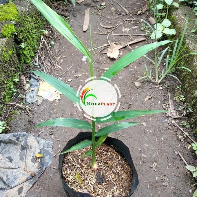 Jual Bibit Tanaman Jahe Merah - Pohon Jahe Merah - Tanaman Herbal ...