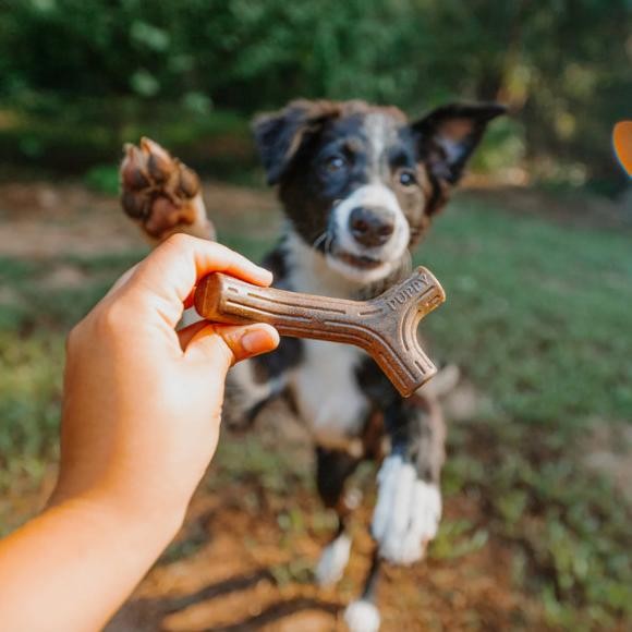 Jual Grosir Benebone Puppy Stick Dog Dental Chew Maplestick Mainan ...