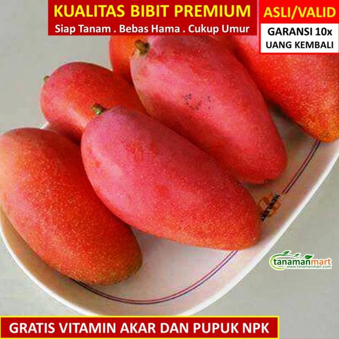 Jual Bibit Tanaman Buah MANGGA EMPEROR Unggul, Murah, Bergaransi ...