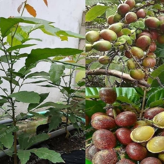 Jual Paket 4 Pohon Matoa Papua Cangkok-Bibit Tanaman Buah Matoa Papua Asli BARANG SUPER | Shopee ...