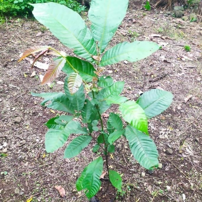 Jual Bibit Tanaman Buah Matoa Pohon Buah Matoa ASLI PREMIUM | Shopee ...