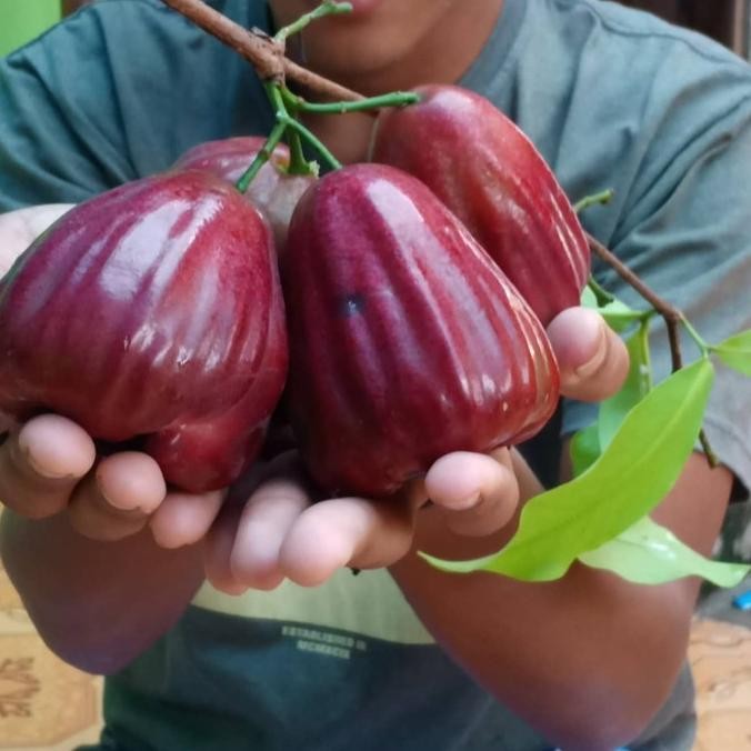 Jual Bibit jambu air Dalhari bibit tanaman buah hasil cangkok FFFF ...