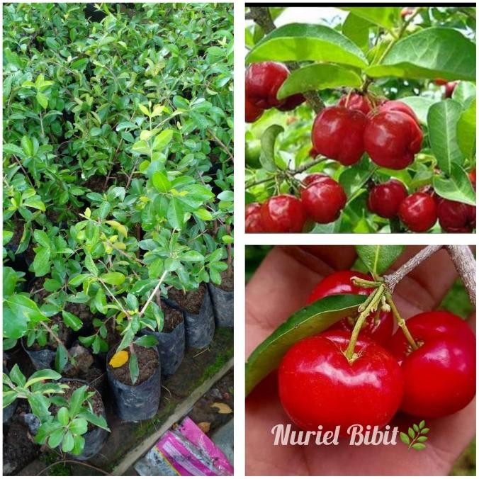 Jual bibit Chery/ceri/cerry vietnam benih pohon tanaman buah bisa ...