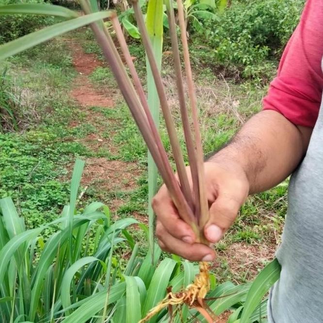 Jual Terlaris Ankn Tanaman Sereh Wangi Merah - Bibit Serai Minyak Pohon ...