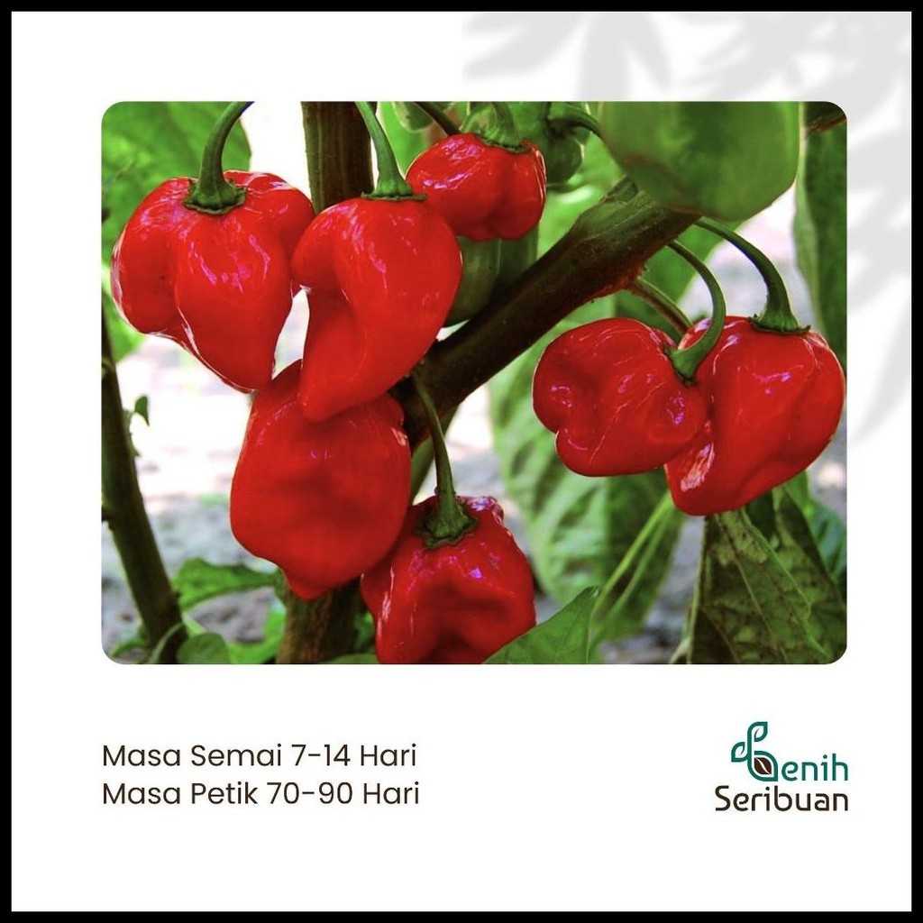 Jual 5 BIJI BENIH CABE HABANERO MERAH SUPER PEDAS UNGGUL BENIH SAYURAN ...
