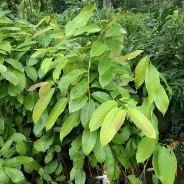 Jual OBRALL BIBIT TANAMAN BUAH LOBA LOBI - LOBI LOBI LANGKA FRESS ...
