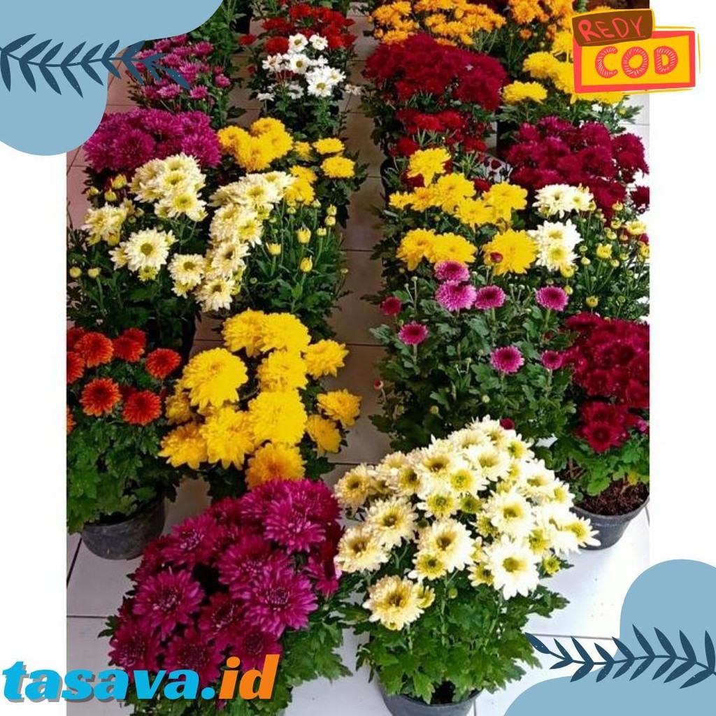 Jual Tanaman Hias Bunga Krisan 1 Pot Isi 7-9 Pohon Rimbun Berbunga ...