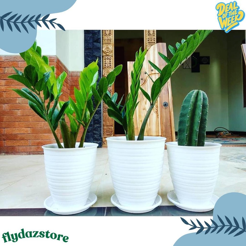 Jual Tanaman Hidup Indoor Dollar Zamia - Tanaman Hias Pohon Palem Zamia ...