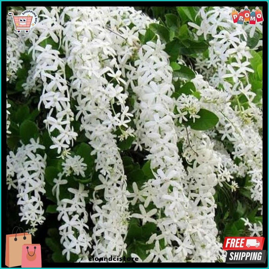 Jual Bunga Merambat Petrea 1 Meter - Tanaman Hias Merambat Bunga Patrea ...