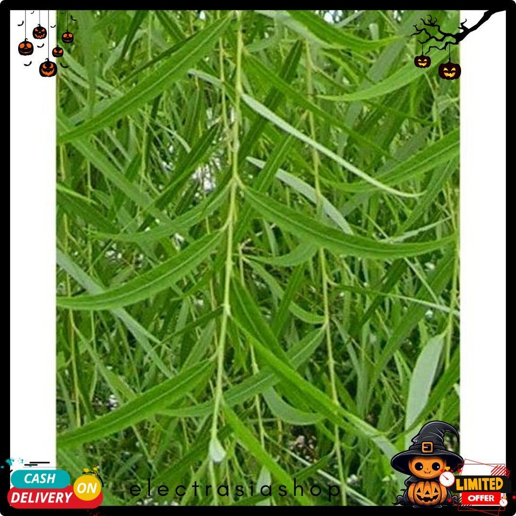 Jual Tanaman Hias Babylon Willow Liang Liu Diskon Setengah Harga | Shopee Indonesia