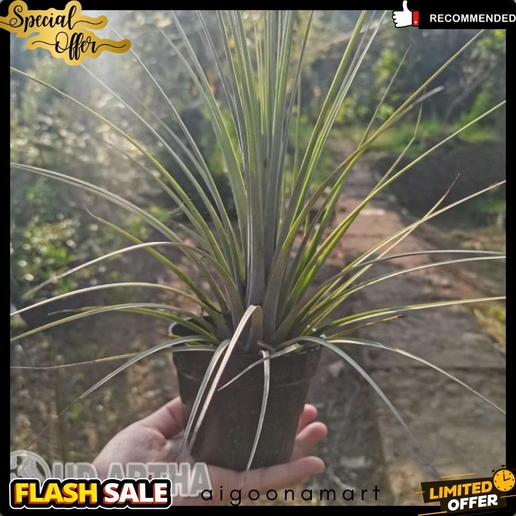Jual Tanaman Hias Air Plant Tillandsia Juncea Atau Tillandsia Sapu Lidi ...