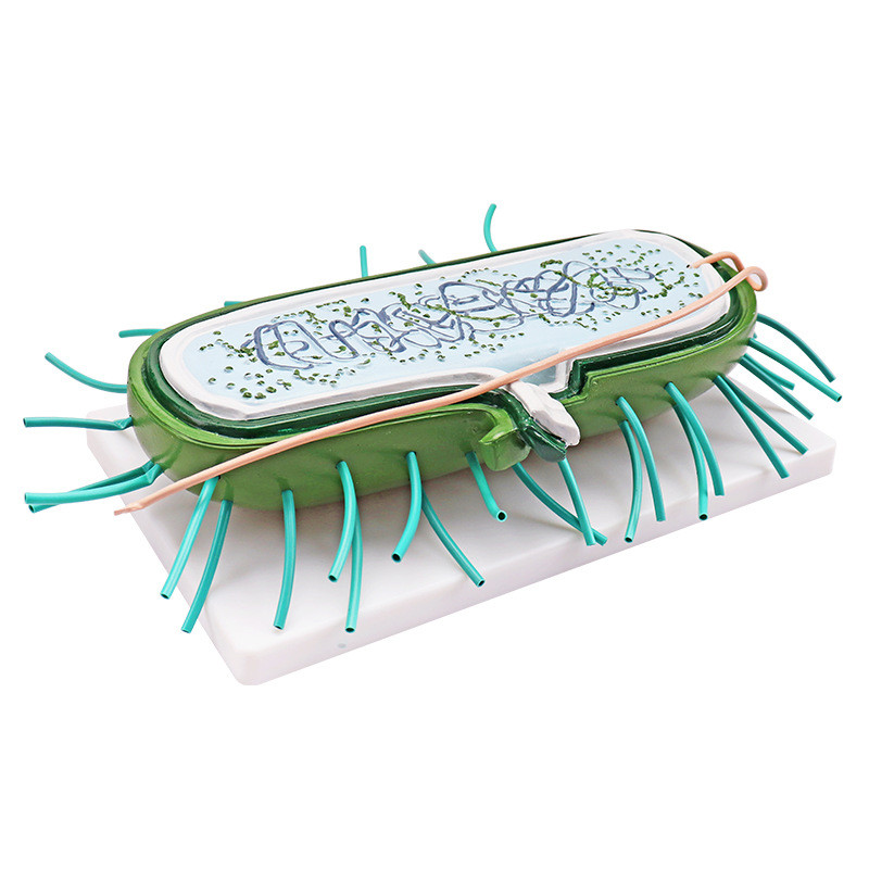 Jual GERAI SUKSES Teaching equipment, laboratory bacteria model ...