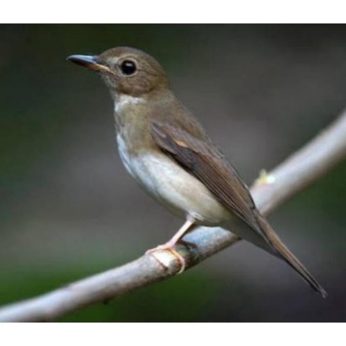 Jual burung sikatan Londo lokal | Shopee Indonesia