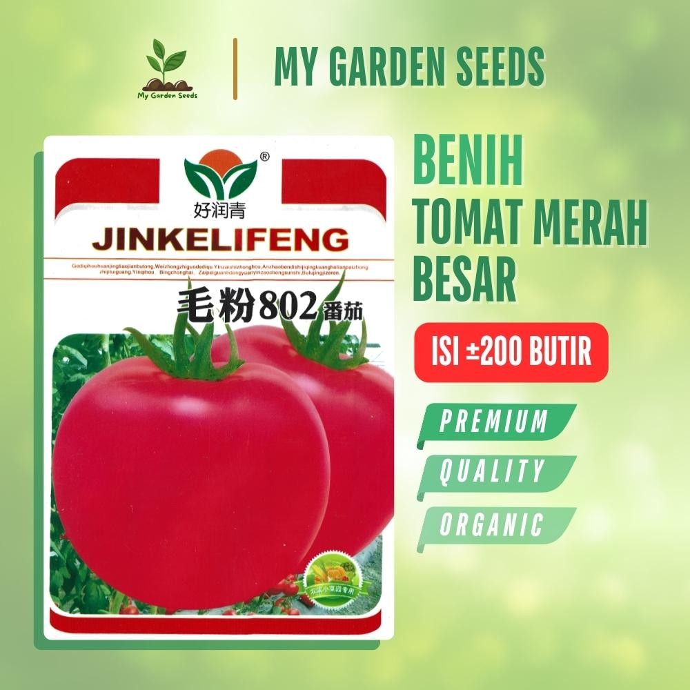 Jual BENIH TOMAT MERAH BESAR KEMASAN IMPORT ± 200 BUTIR | Shopee Indonesia