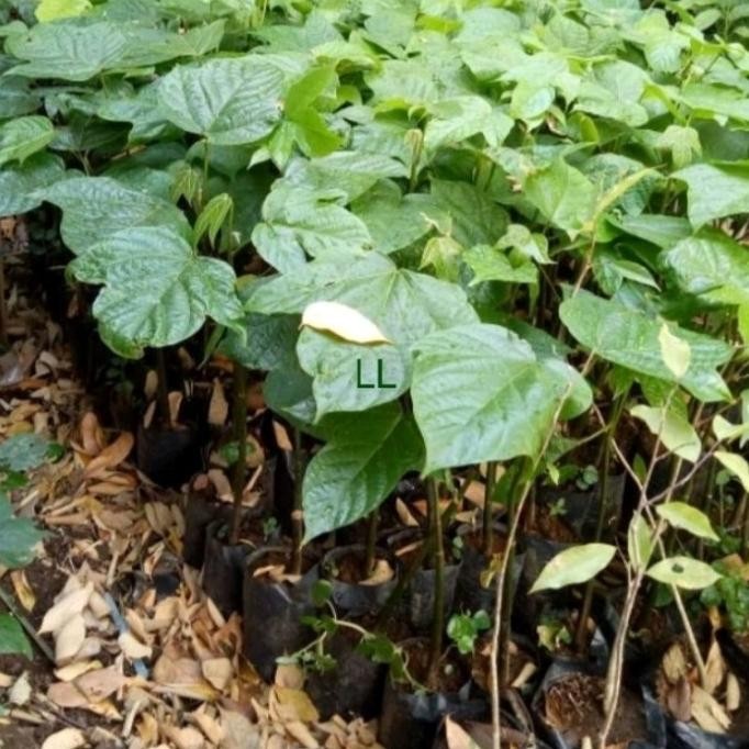 Jual PREMIUM bibit tanaman buah kluwek/kepayang picung/ bibit super ...