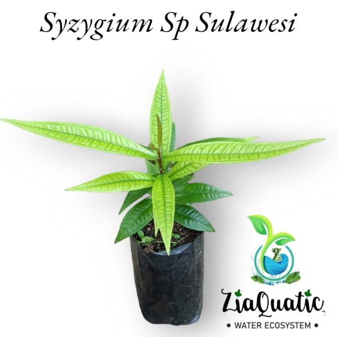 Jual PREMIUM Syzygium Sp Sulesi - Tanaman Indoor/Bibit Buah/Tanaman Hias | Shopee Indonesia