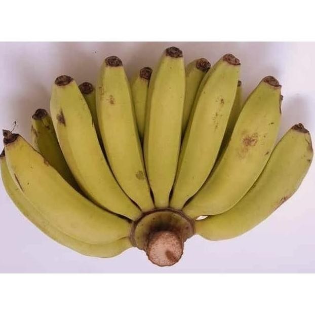 Jual Bibit Tanaman Buah Pisang Ambon - Pohon Pisang Ambon AA19 BBB AZZ ...