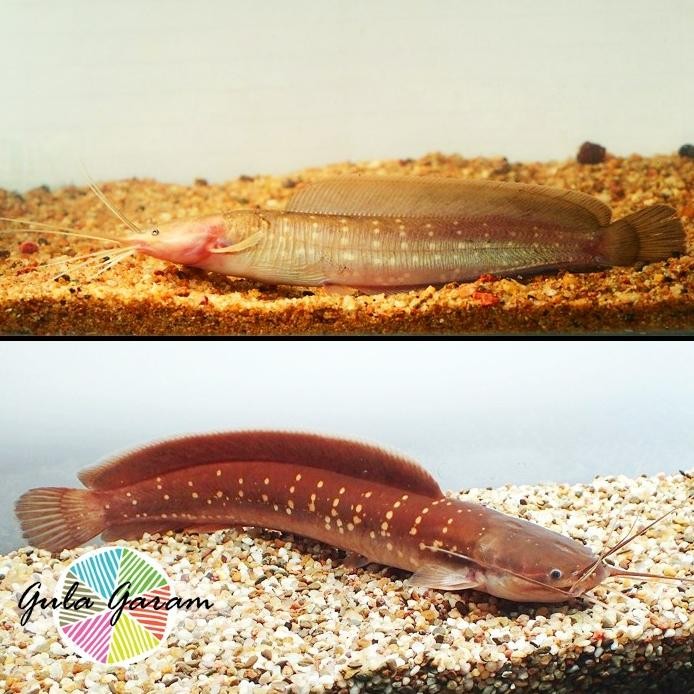 Jual Terlaris Lele Lembat Gondrong Ikan Hias Aquascape Hiasan Aquarium ...