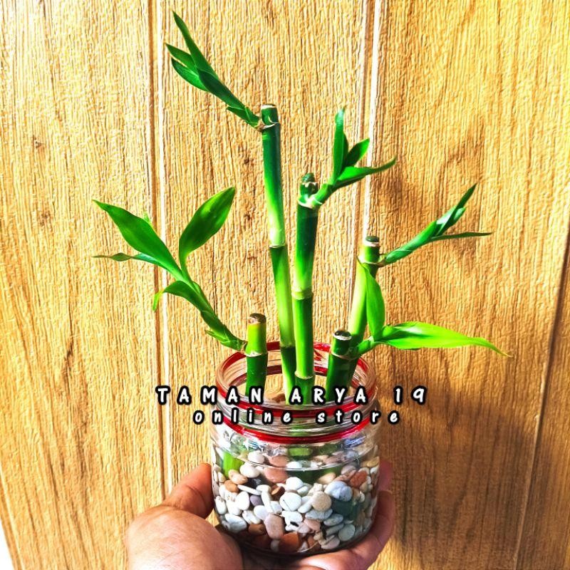 Jual Bambu Hoki Batangan Lucky Bamboo | Shopee Indonesia