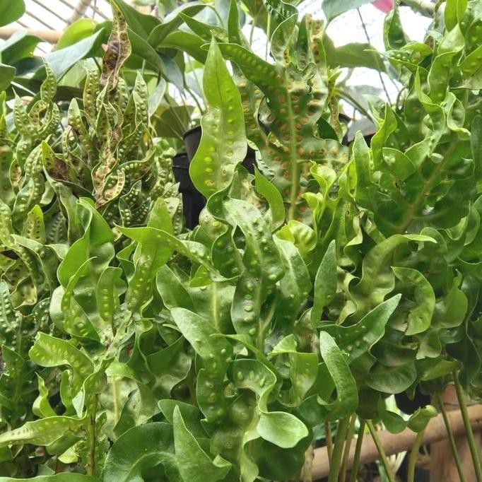 Jual NEW tanaman hias indoor Fern Fire/ Pakis lidah api/ bagus banget ...