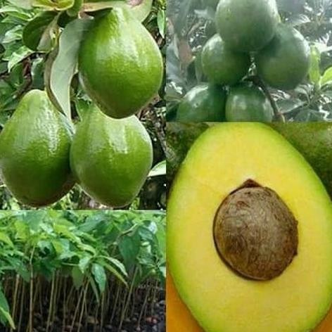 Jual Bibit Buah Alpukat Miki Super Apokat Genjah Siap Tanam - Tinggi 40 ...