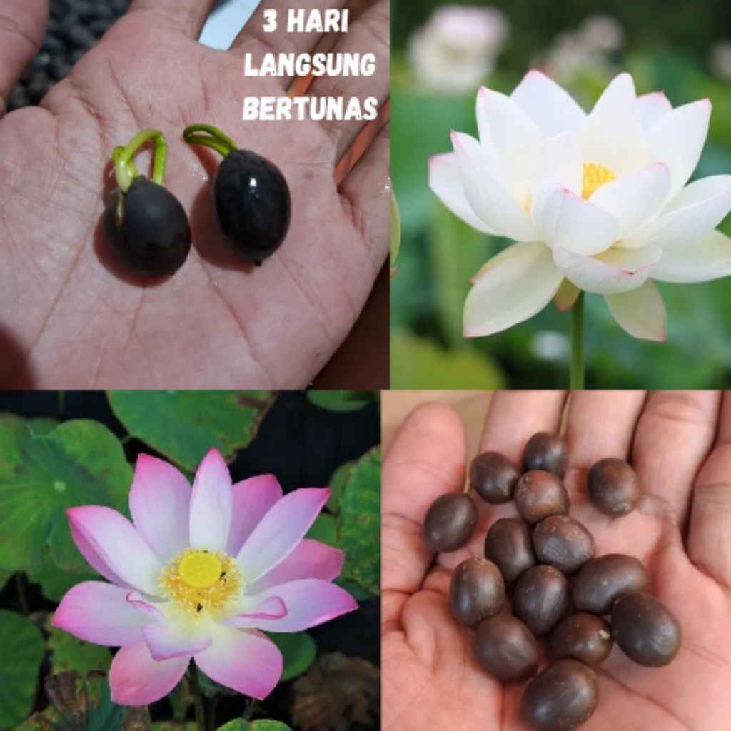 Jual Biji Buah Biji Bunga Teratai Lotus 20 Butir Warna Seeds Miks Lotus ...