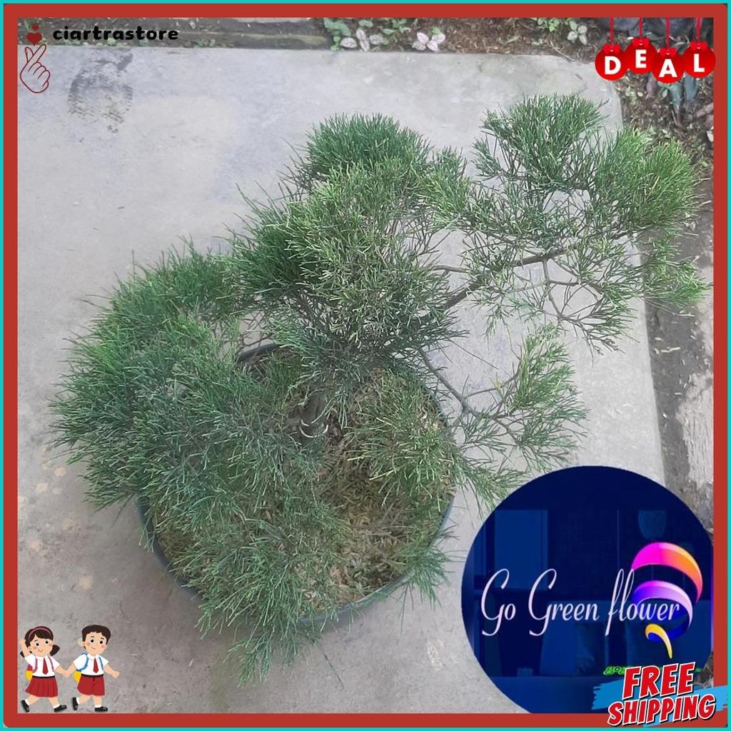 Jual Bonsai Cemara Udang Casuarina Equisetifolia Bahan Bonsai Bibit ...